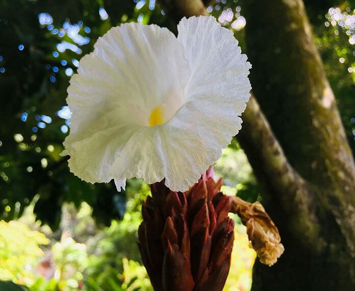 La Digue - Coco de Mahi